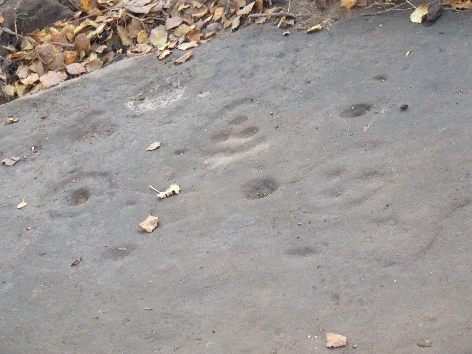 The Cochno Stone (Cup and Ring Marks / Rock Art) — The Modern Antiquarian