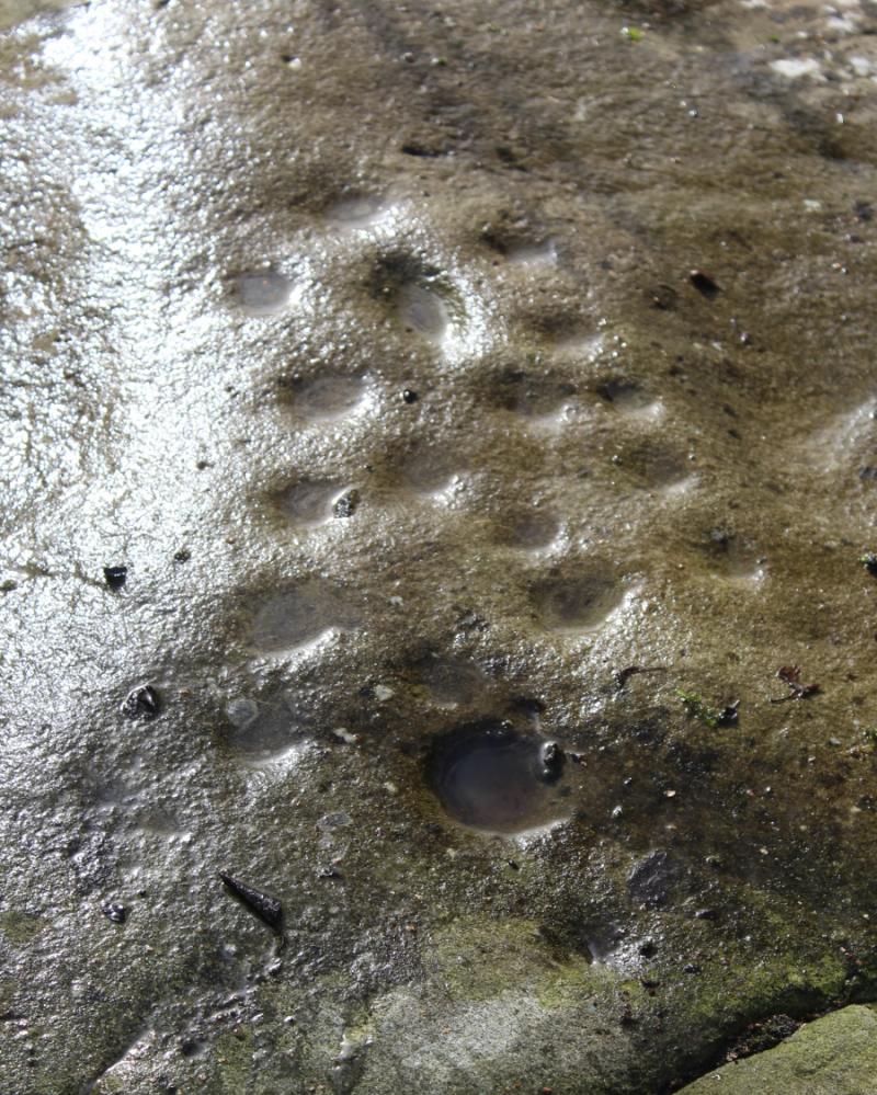 The Cochno Stone (Cup and Ring Marks / Rock Art) — The Modern Antiquarian